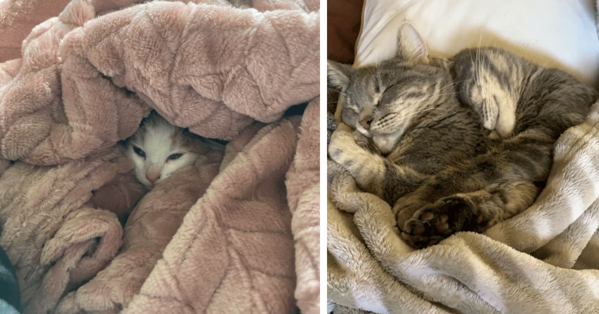Once Upon A Kitten: 25 Absolutely Awwdorable Comfy Cats Snuggled Up And ...