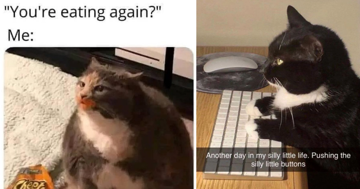 Fur-iously Facetious Feline Friday: Memes Of Cats Living The Luxury ...