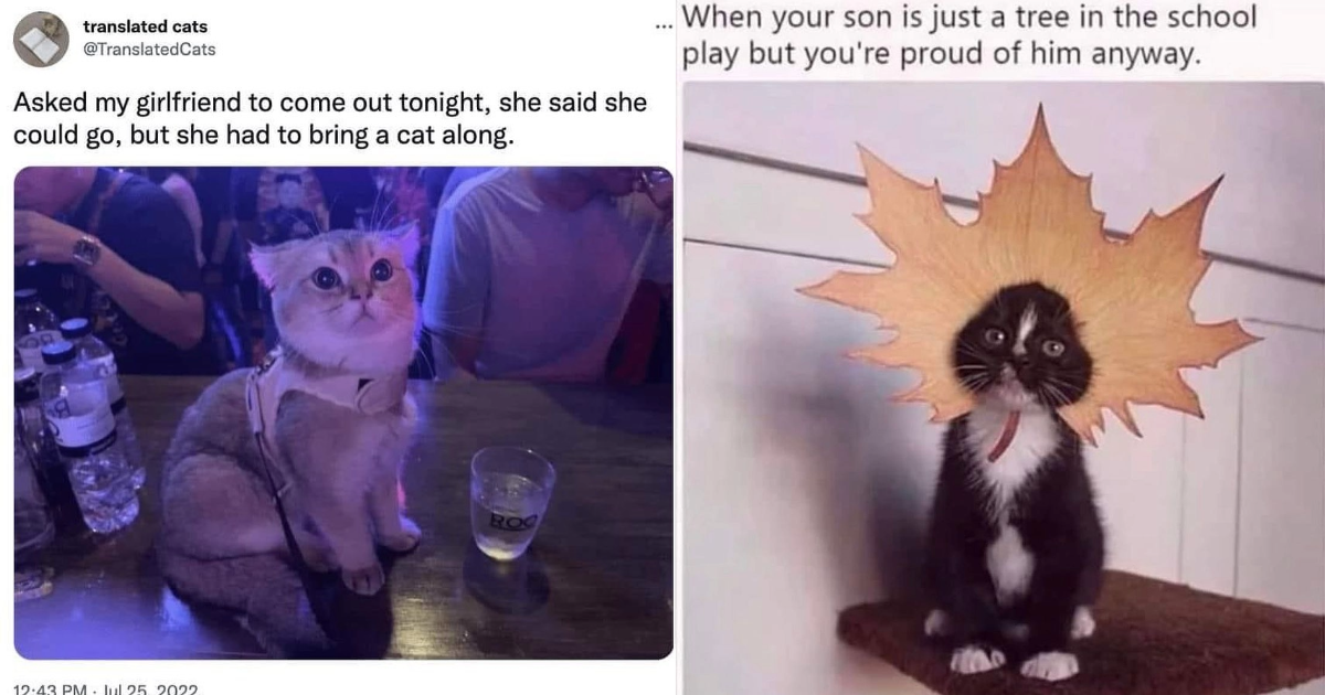 The Cat Is King: Clawssic Cat Memes To Remind Us Why We Are Their ...