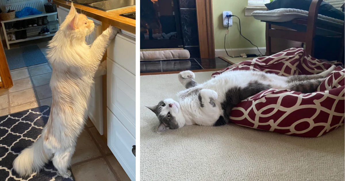 26 Adorable Feline Fur Babies That Are Long And Lengthy For An ...