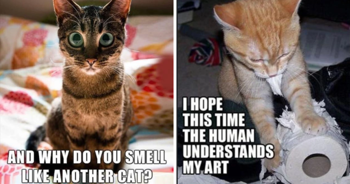These 27 Cat Memes Are the Purrfect Pick-Me-Up For A Good Laugh On A ...