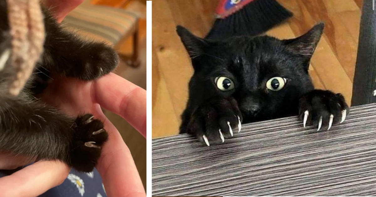 50 Shades Of Cat Claws: 24 Pictures Of Tantalizingly Tenebrous Talons ...