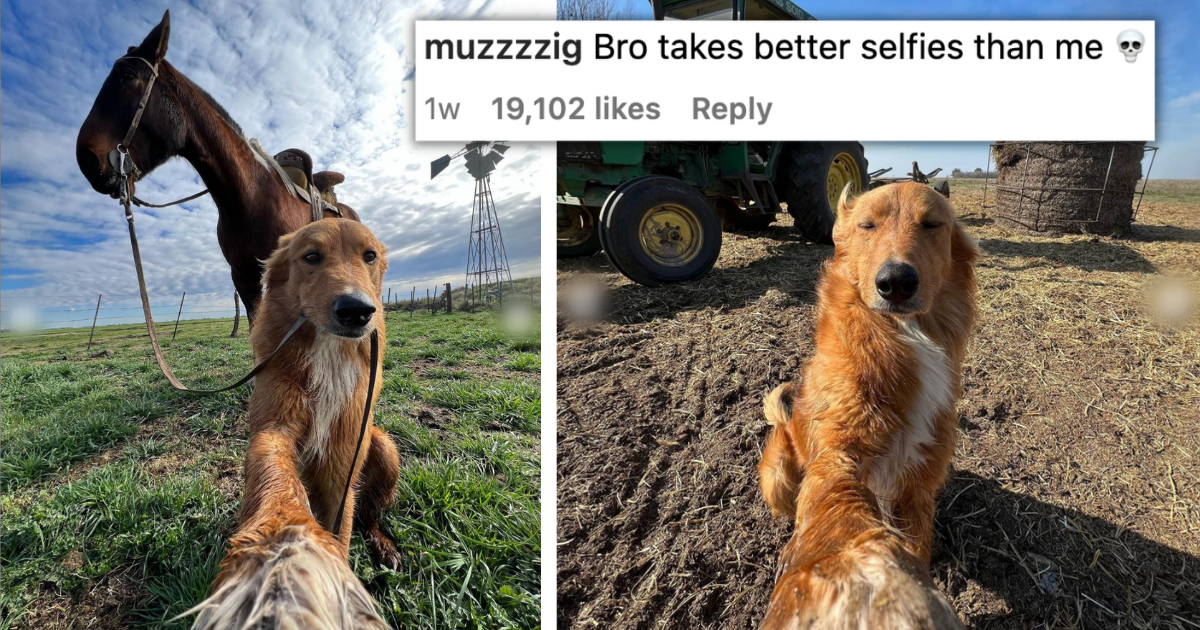 This Doggo Mastered The Art Of The Selfie And Made His Farm Famous ...