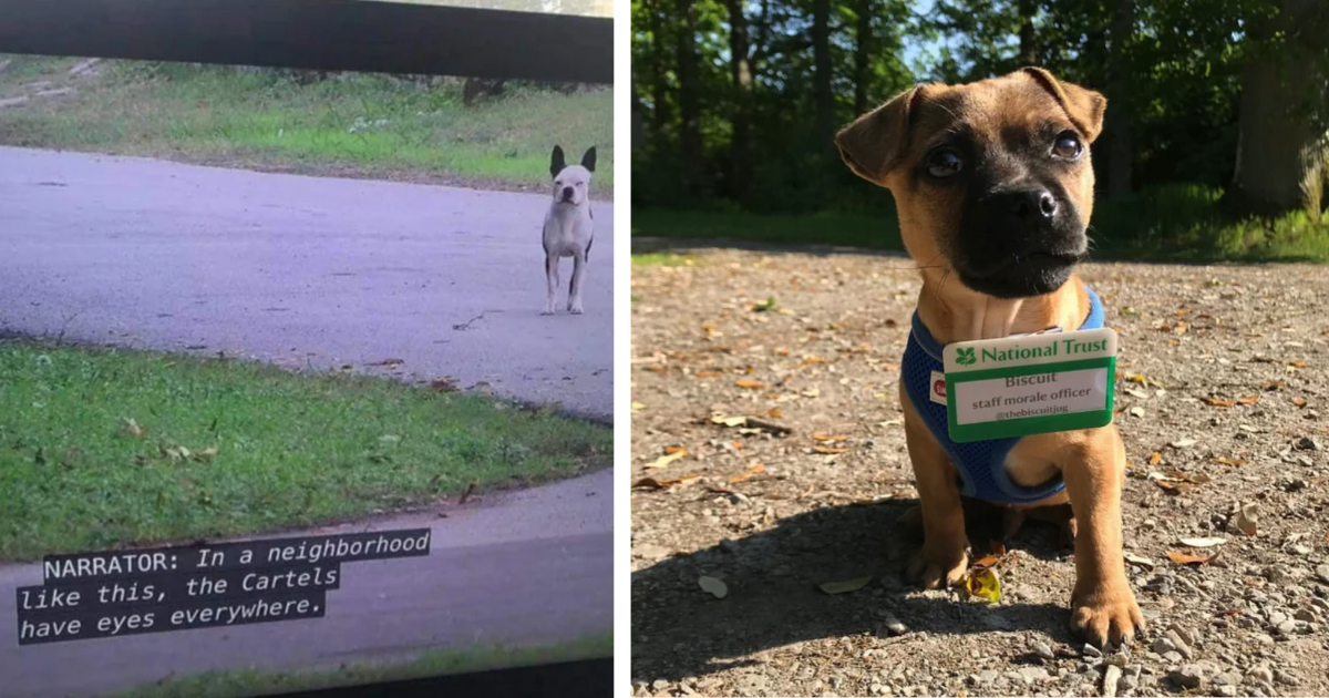 25 Dedicated Doggos Diligently Working On The 9-to-5 Grind To Bring ...