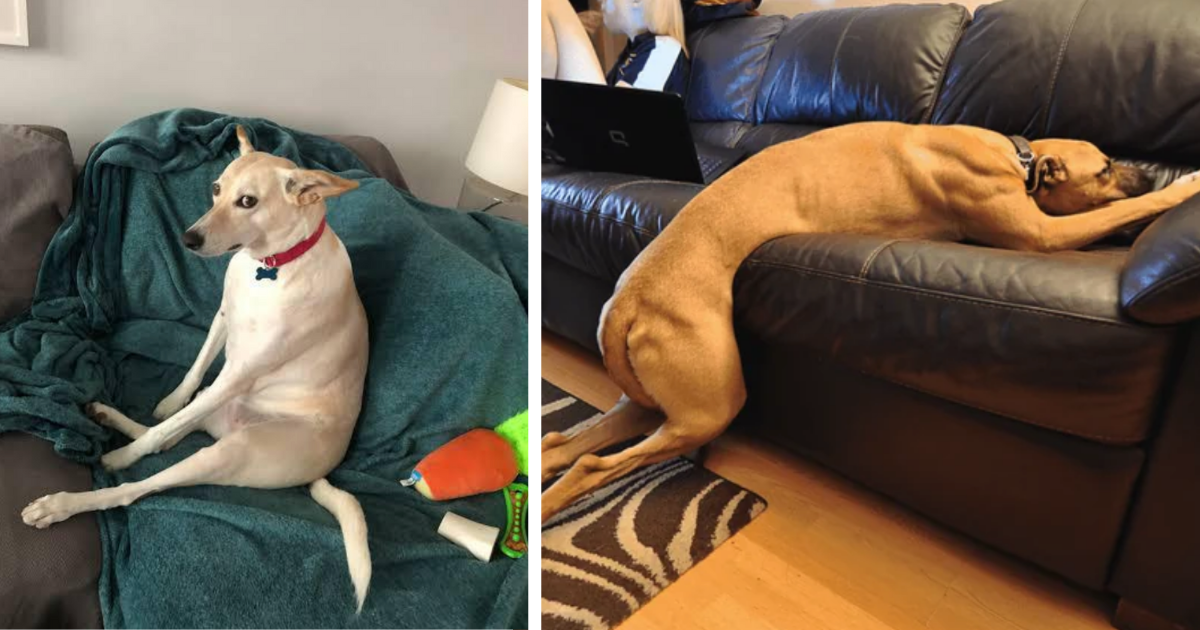 23 Super Silly Doggos Channeling Their Inner Hooman And Doing Hooman ...