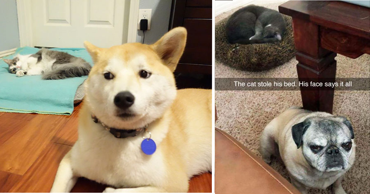 Paw and Order: Cat Burglars Strike Again, Sneakily Stealing ...