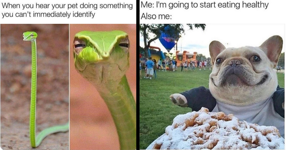 35+ Funniest Animal Memes To Help You Giggle Your Way Into A New Work ...