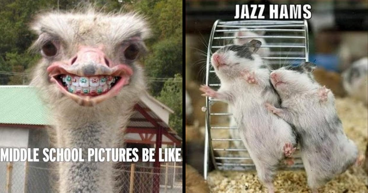 Sunday Paw-sitivity: 27 Hysterically Aww-dorable Animal Memes That ...