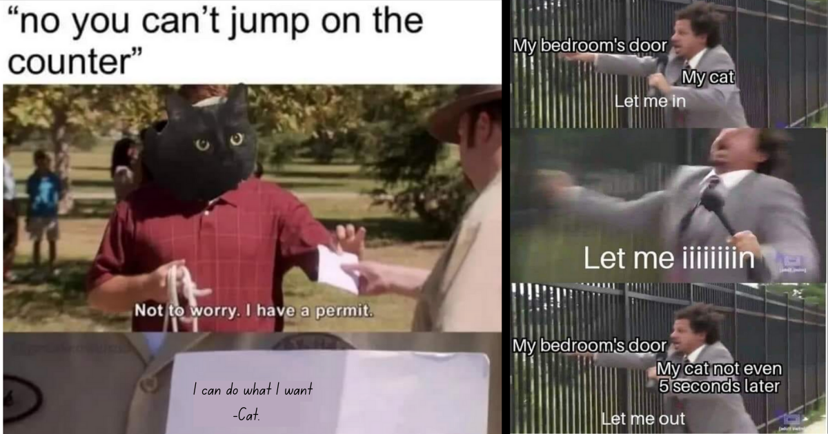 35+ Hissterical Cat Memes For All The Grumpy Cats Who Need A Fast ...