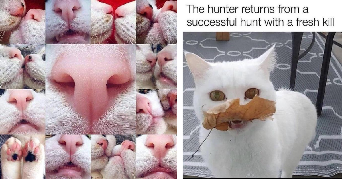 30 Cute Cat Memes To Get This Weekend Started Right (October 7, 2023 ...