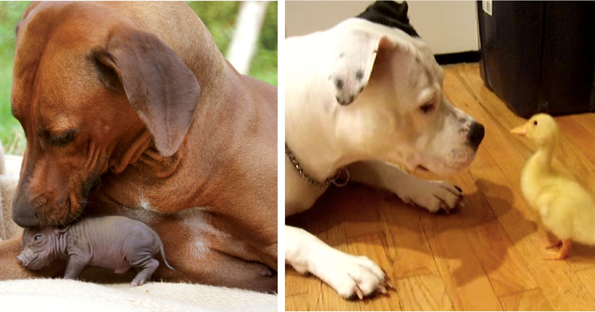 Unlikely Motherhood: Pawdorable Animal Duos Defying Boundaries And ...