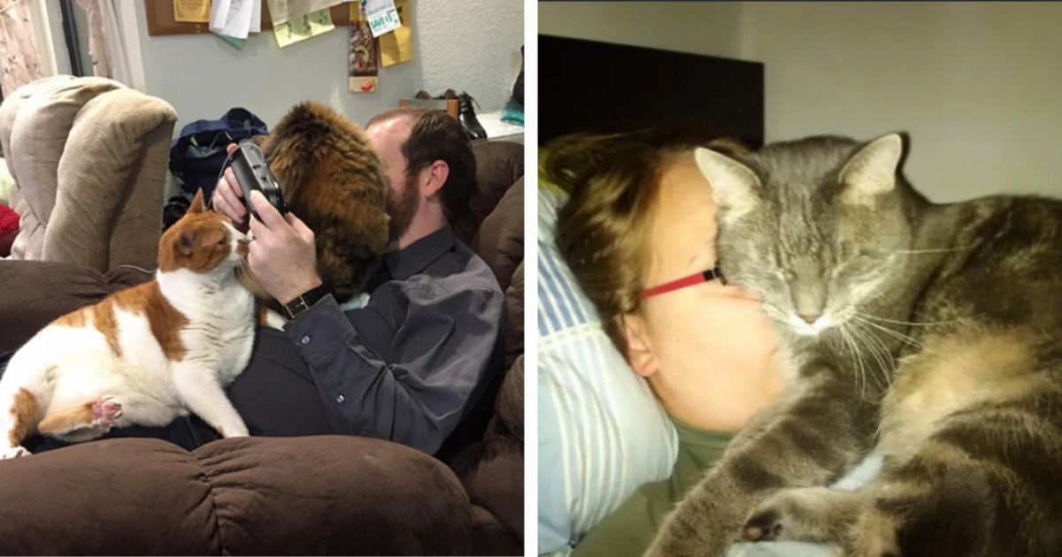 28 Hilarious Accounts Of Cute Cats Not Understanding The Concept Of ...