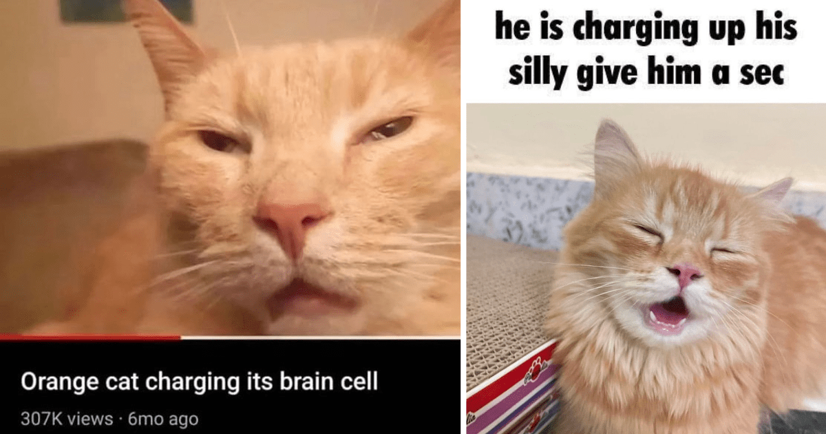 Low Brain Cell Feline Meme Hilarity To Help You Get To The End Of ...