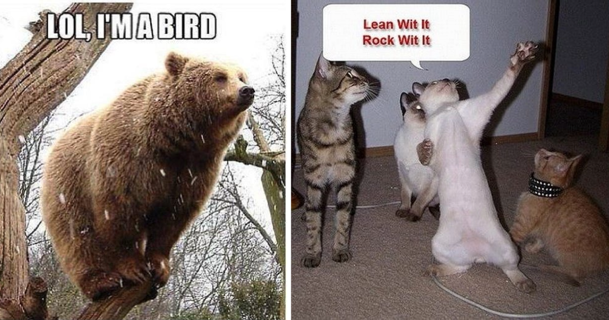 Wholesome Happy Pawsitive Animal Memes To Elawvate Your Mood For This ...