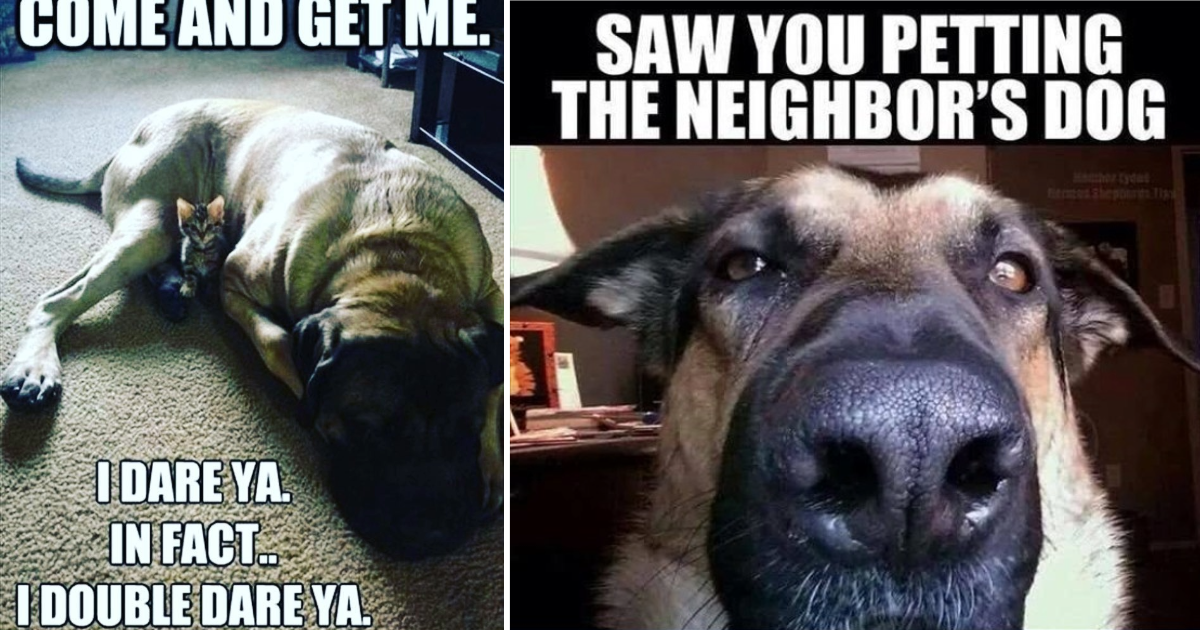 Spicy And Feisty Animal Memes To Put The Zip Back Into Your Saturday ...