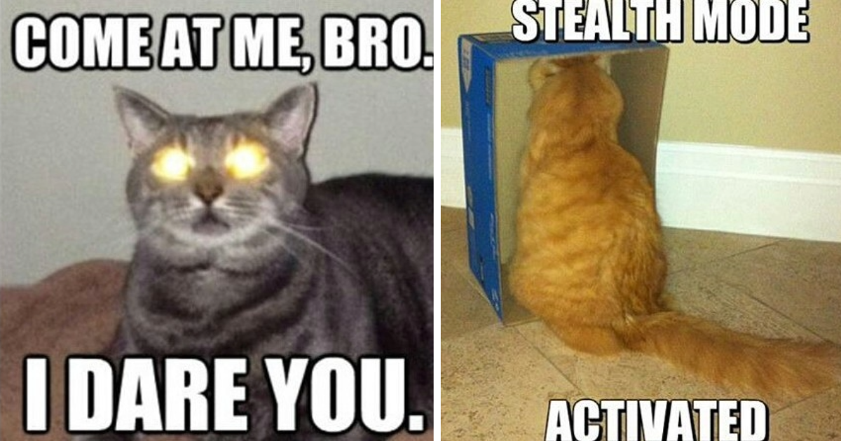 Strikingly Spicy Saturday Cat Memes To Light And Ignite Your Inner Fire ...