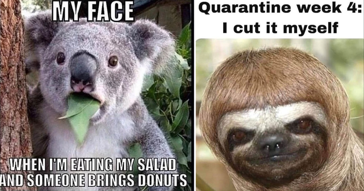 Wild, Wacky And Wondrous Animal Memes Fresh From The Jungle To Give You ...