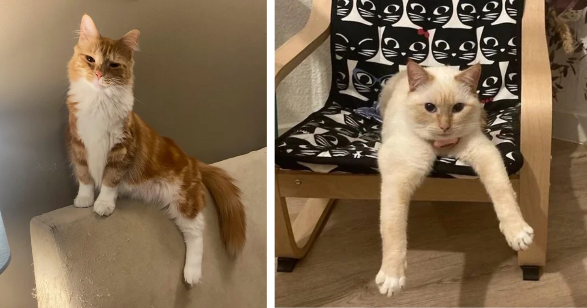 Highway To The Dangle Zone: 25 Dangerously Cute Cats Living With Their ...