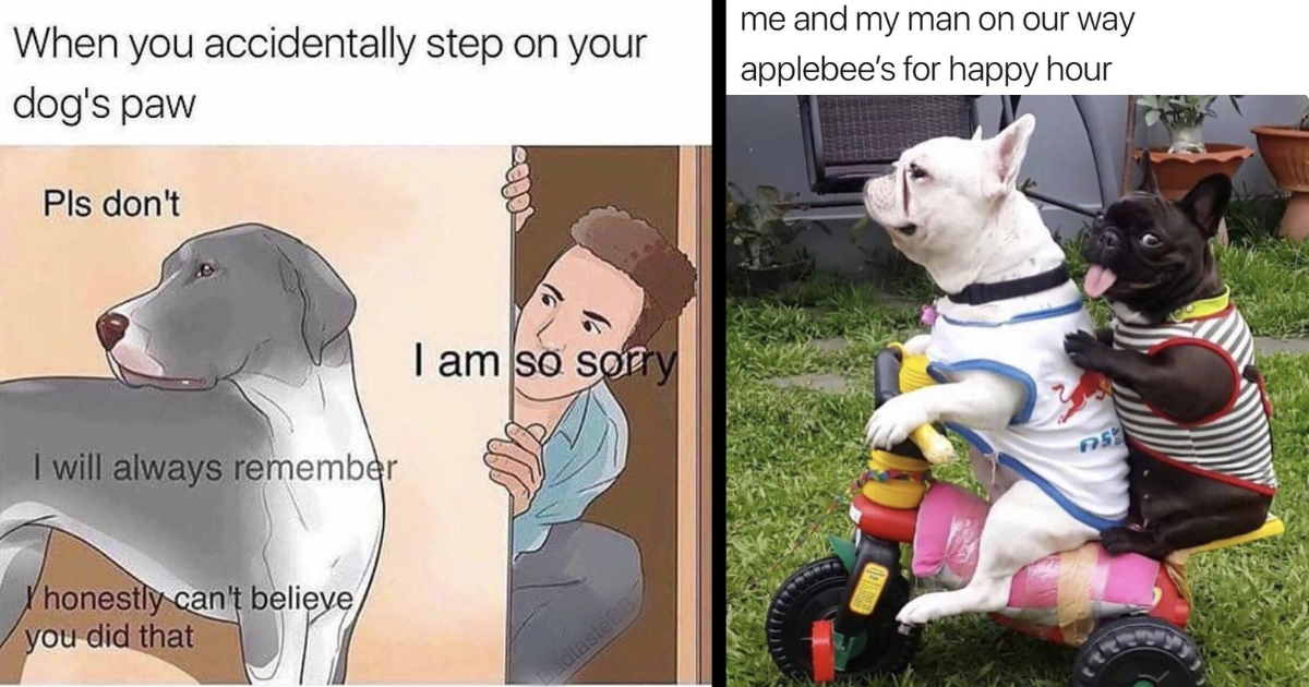 35+ Doggone Hilarious Dog Memes To Fetch You A Smile On This Wednesday ...