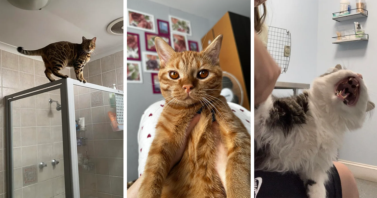 Paws And Embrace The Cattitude With This Week's Cat Medley: The Cutest ...