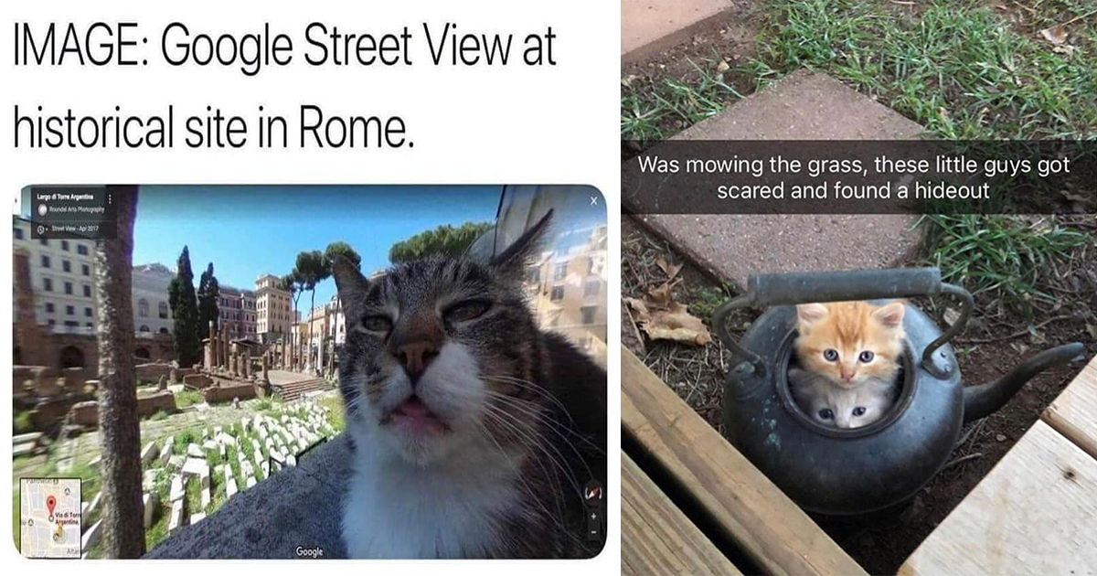 Mid-Week Pick Me Up: Fabulous Feline Memes For Every Cat Person Who's ...