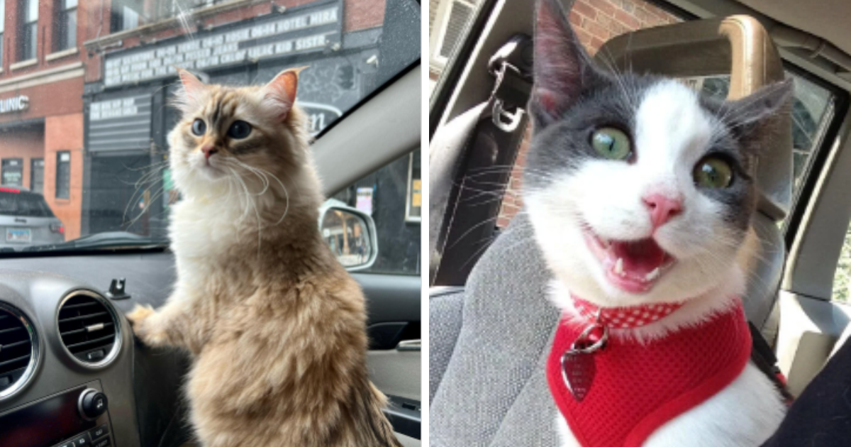 Aww-dorable Road Trips: Purrfectly Meowgical Moments Of Cute Cats ...
