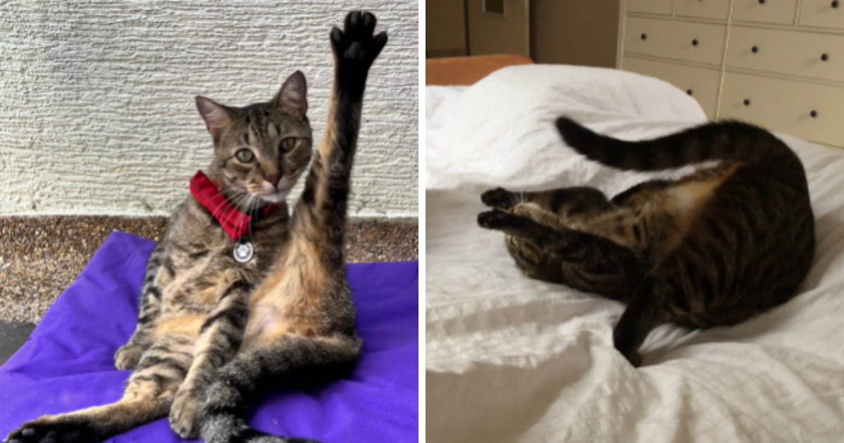 Marvelous Meow-ditation: 30 Cats Striking Hissterical Yoga Poses With ...