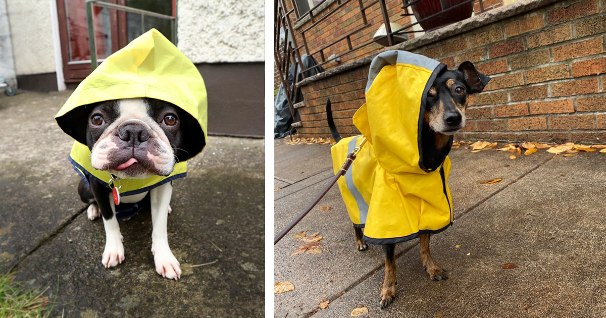 19 Pawsome Pictures Of Wholesome Pups In Raincoats In Honor Of Autumn ...