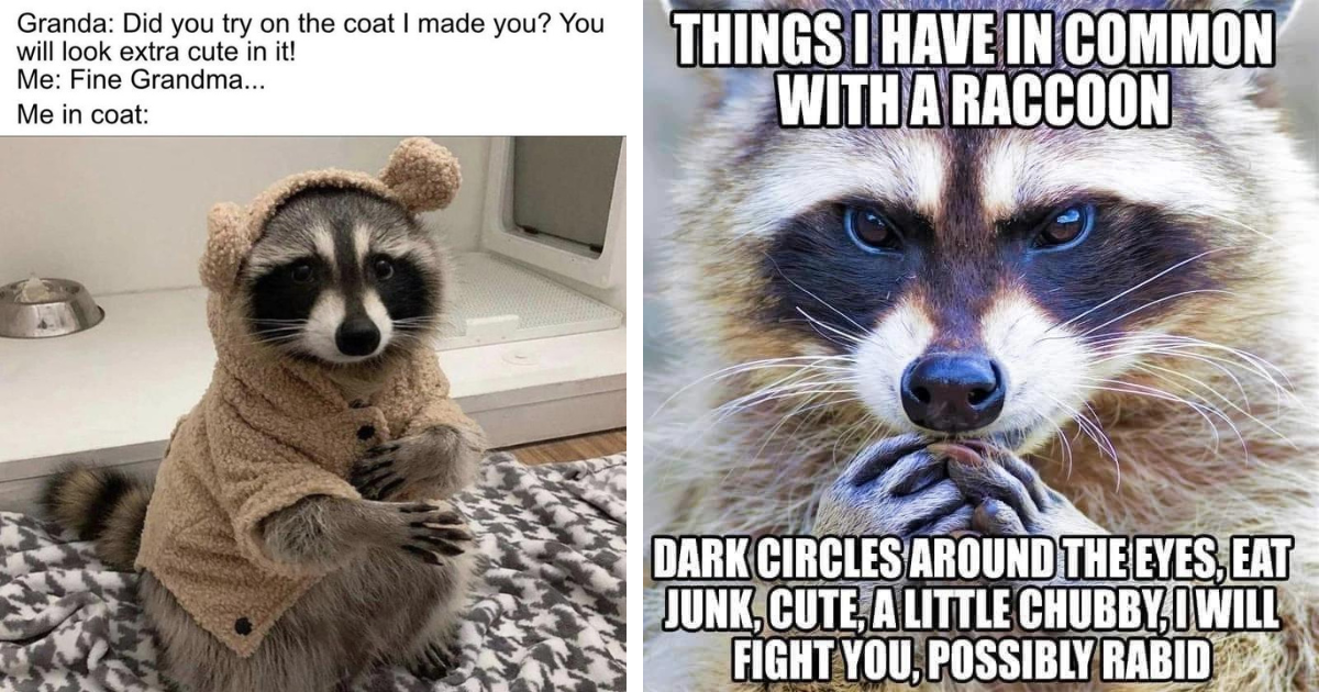 33 Raccoon Memes for Your Inner Trash Panda Enthusiast - Animal Comedy ...