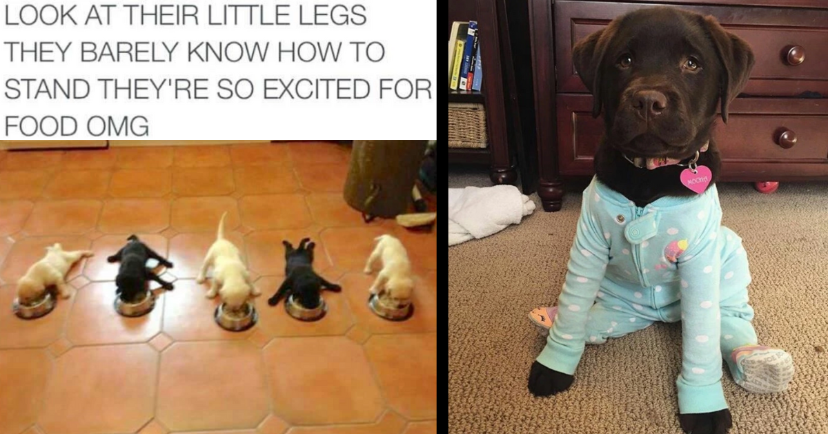35+ Wholesome Animal Pics And Memes To Start The Weekend With A ...