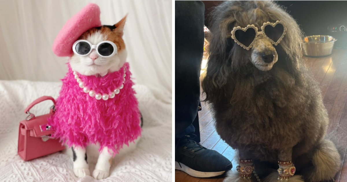 Paw-sitively Blinged Out: 20+ Dogs and Cats Unleashing Their Glitz And ...