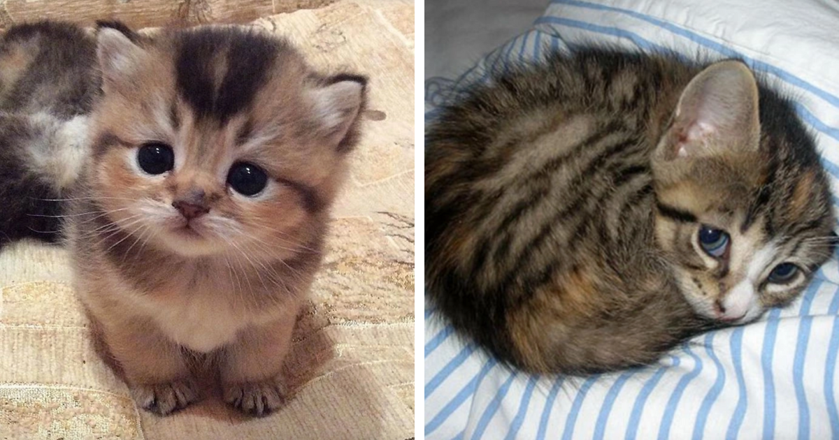 45+ Crazily Cute Cat Pictures To Pounce Into A Purrfectly Pawsitive ...