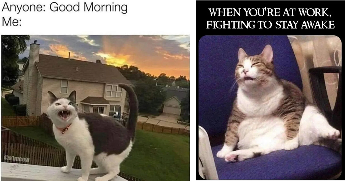 17 Relatable Cat Memes To Prove That Cats Really Do Understand The ...
