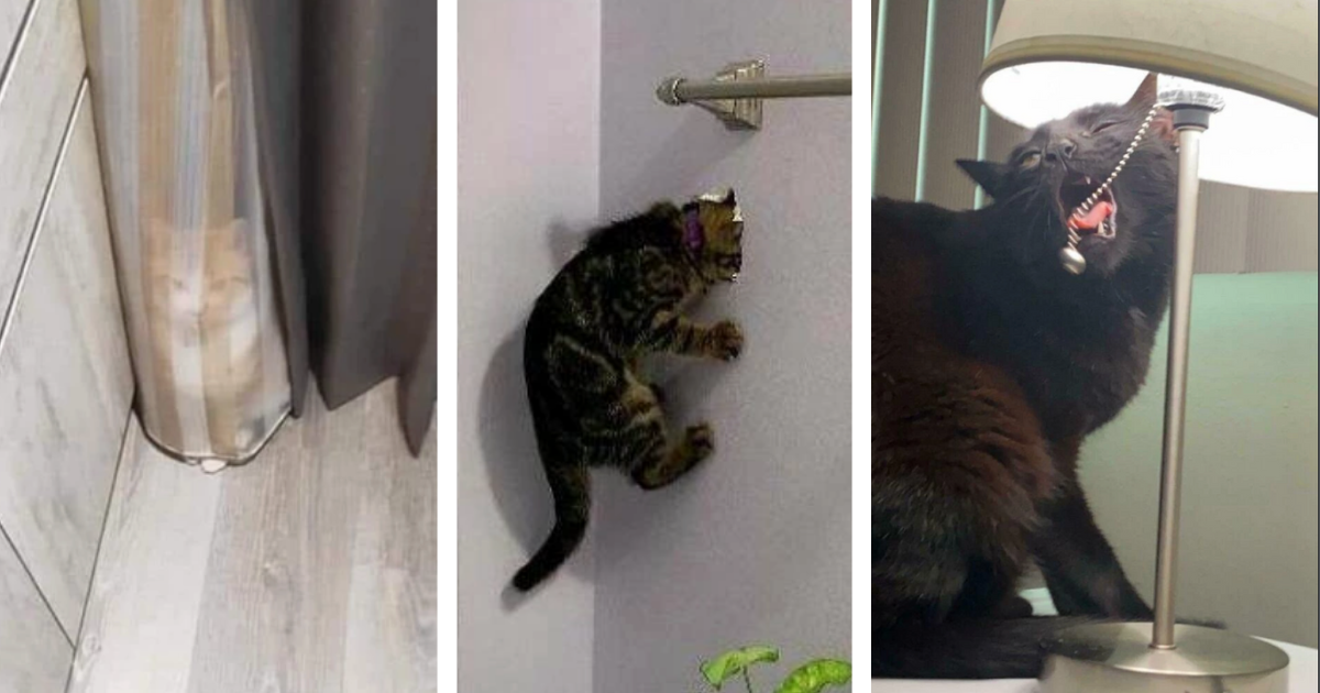 40+ Funniest Pictures That Purrfectly Encompass The Chaotic Life Of A ...