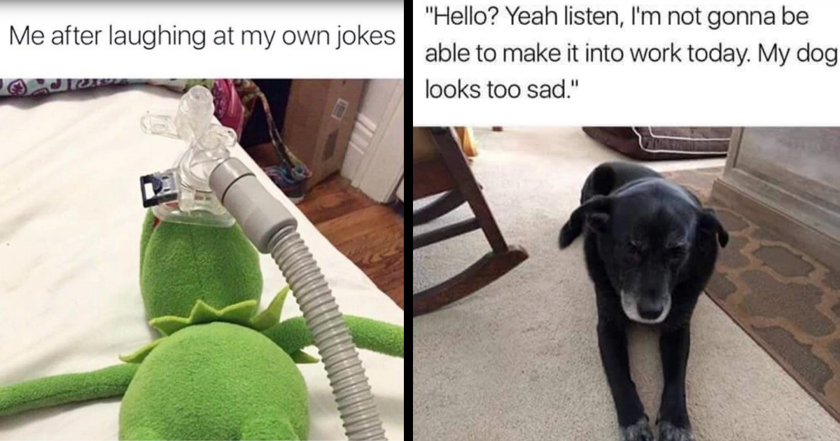 35+ Funniest Animal Memes To Help You Giggle Your Way Into A New Work ...