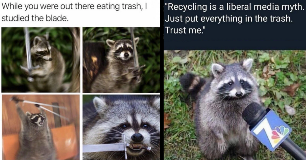26 Radical Raccoon Memes To Scroll Through While The World Falls Apart ...