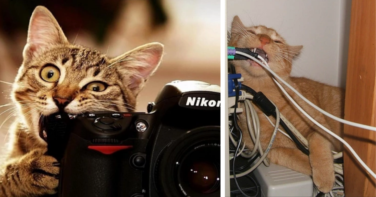 A Simply Silly Series Of Cats Chewing On Things They're Not Supposed To ...