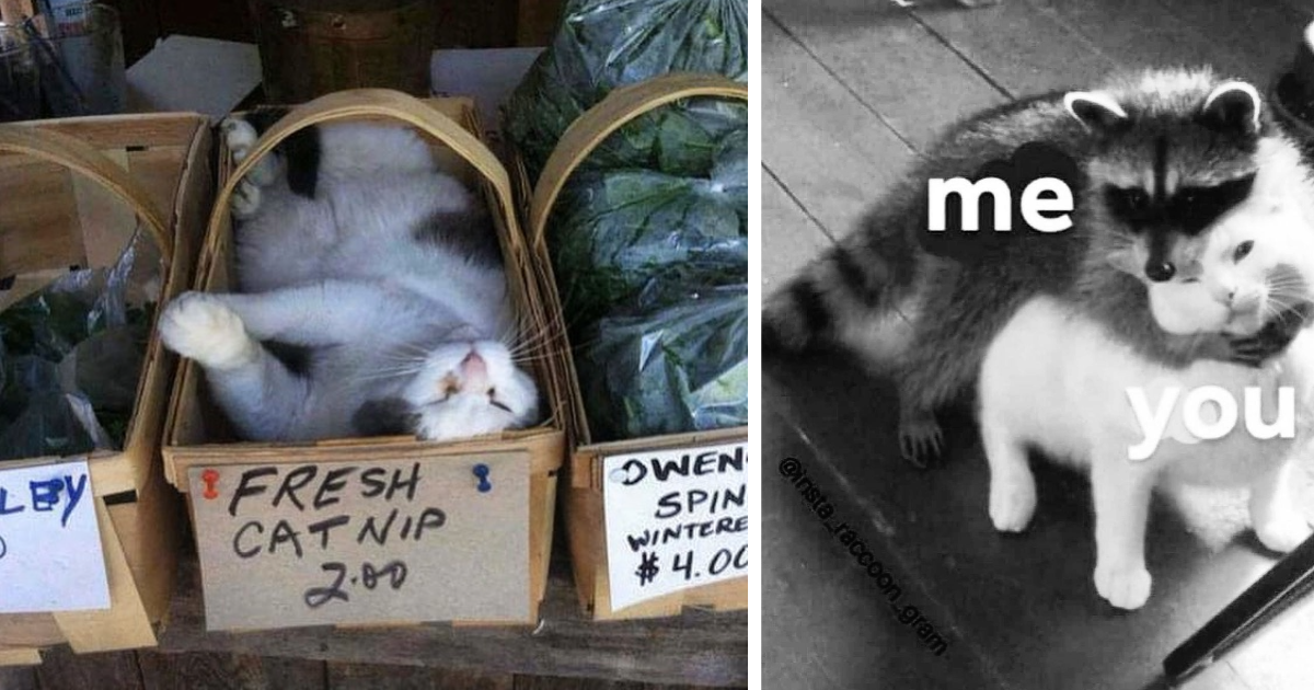 Super Sweet & Spicy Sunday Cat Memes To Comfort, Cuddle & Cackle Over ...