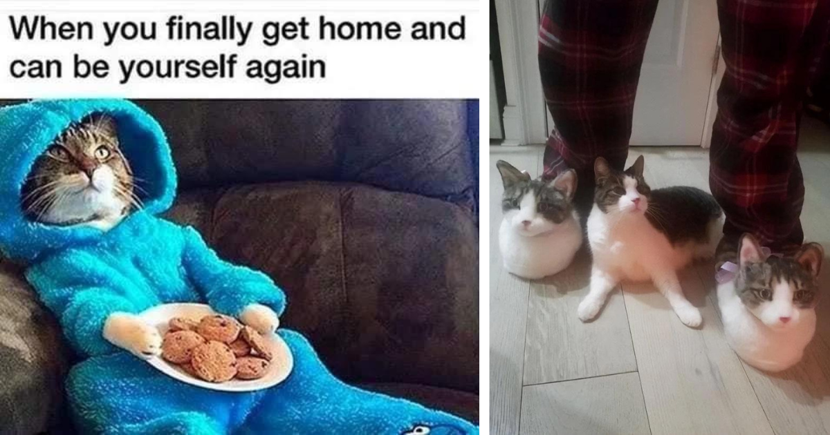 33 Mood Lifting Cat Memes For A Better Day (October 15, 2023) - I Can ...