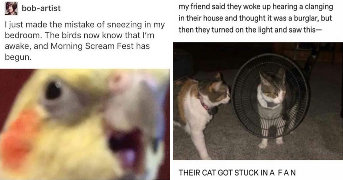 Stir Some Fresh Animal Memes Into Your Morning Coffee And Laugh Away ...