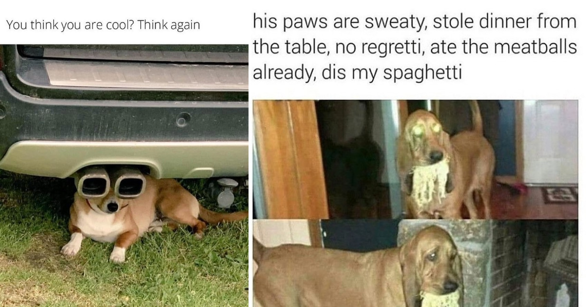 Dashing Dimwitted Doggo Memes From The Doggo-Sphere To Bring Some Derp ...