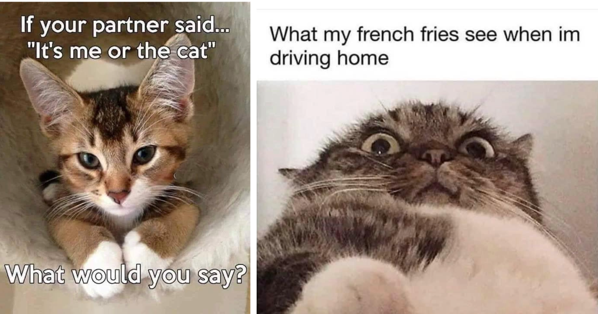 Sizzling Spicy Sticky Feline Memes That Make The Pawfect Picante ...