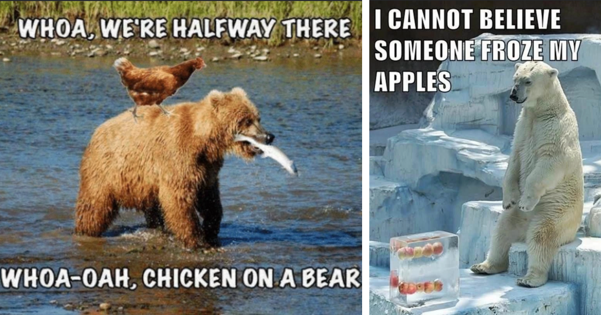 31 Hilarious Bear Memes That Deliver More Than The Bare Necessities - Animal Comedy - Animal ...