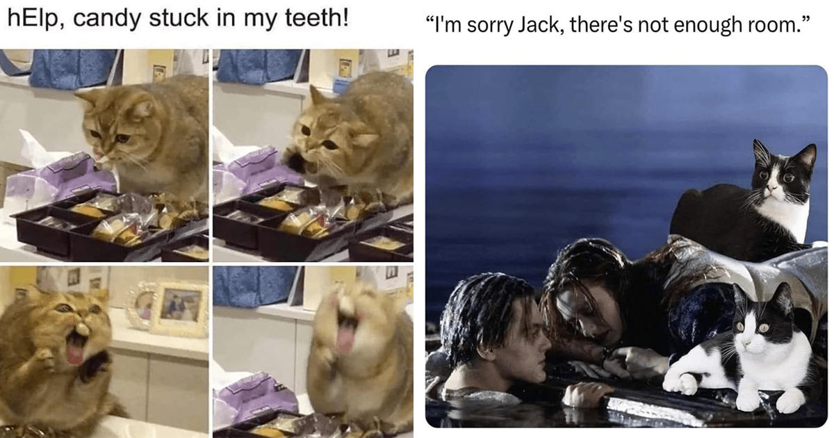 Sweet And Seriously Sassy Feline Funnies For Meowrvelous Sunday: 22 ...