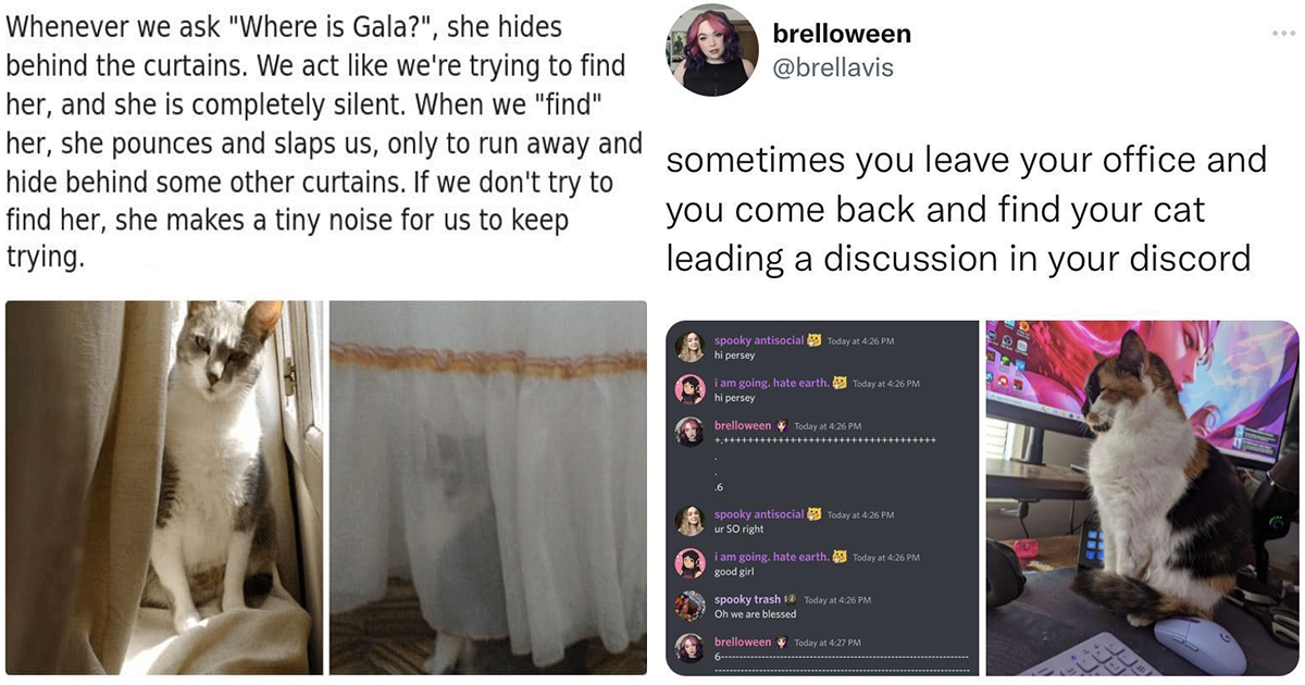 Start This Chaotic Caturday In The Funniest Way With The Best Cat Memes ...