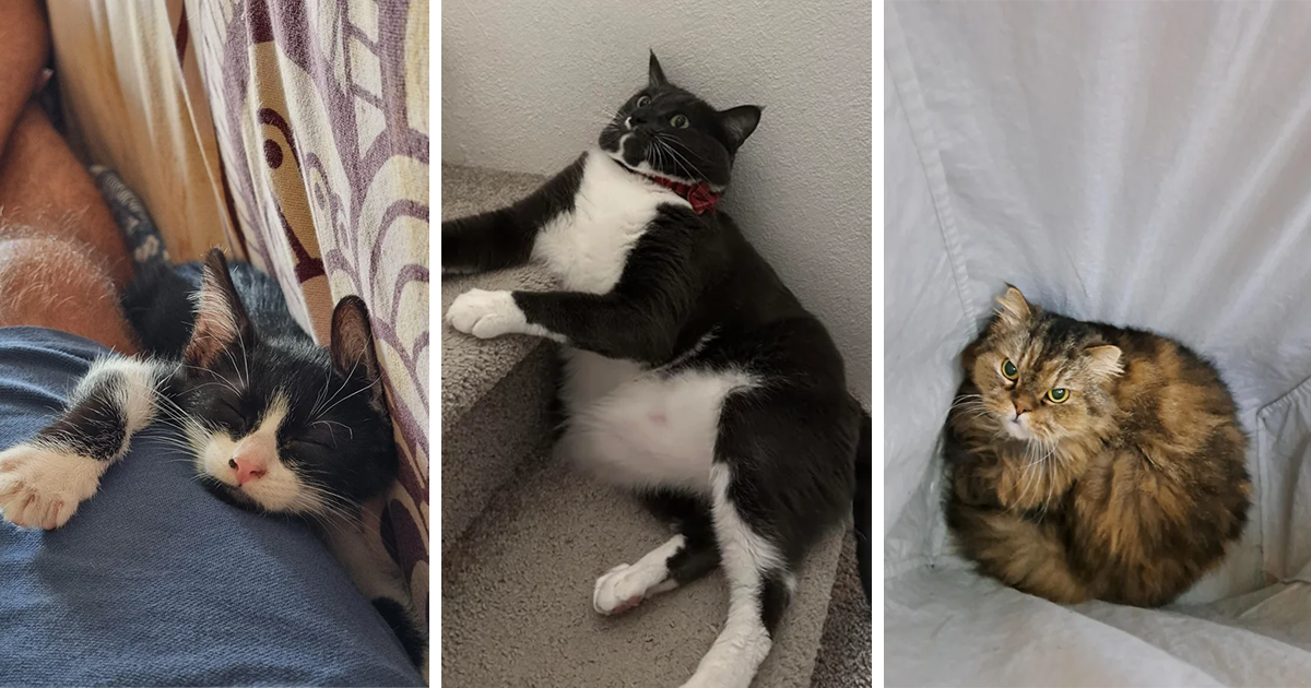 Take In The Most Aww-Worthy Cat Moments Captured In This Week's Dose Of ...