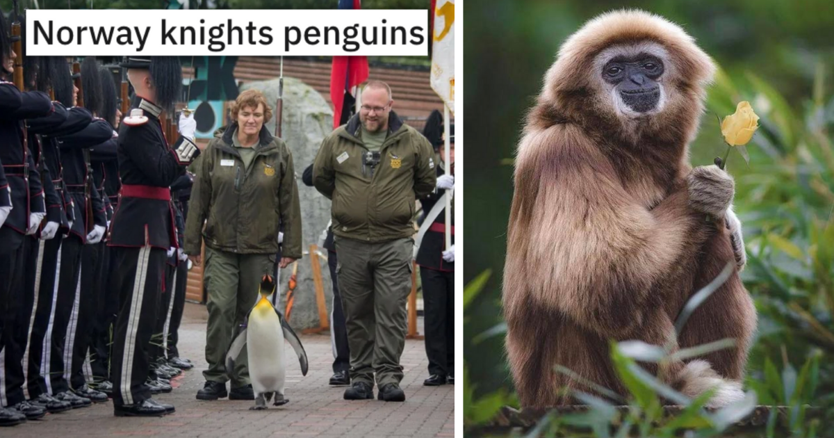 28 Perfectly Pawsitive Pictures Of Adorable Animals For A Hump Helping ...