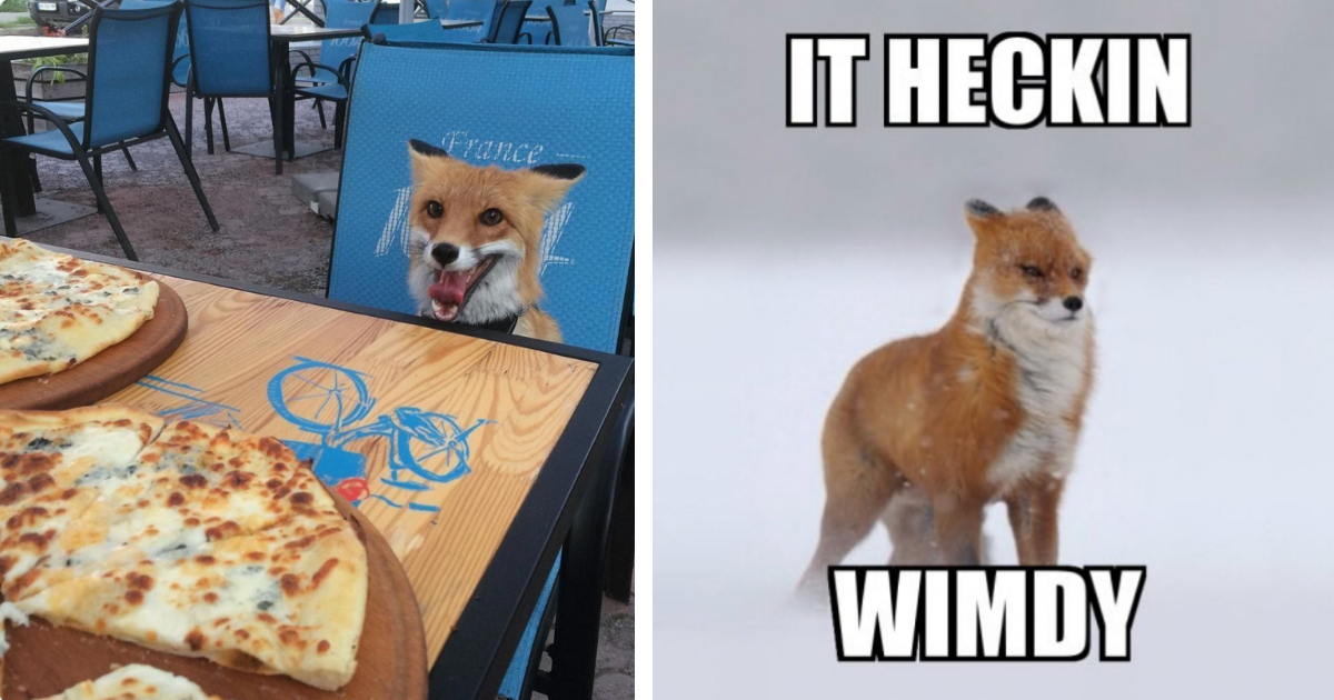 40 Funny And Foxy Photos Of Foxes To Celebrate Foxtober - Animal Comedy ...