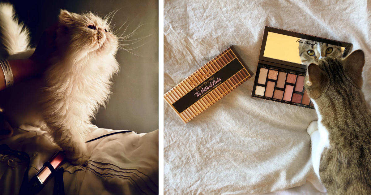 32 Glamour Shots Of Cute And Classy Cats Posing Like Feline Super-meow ...