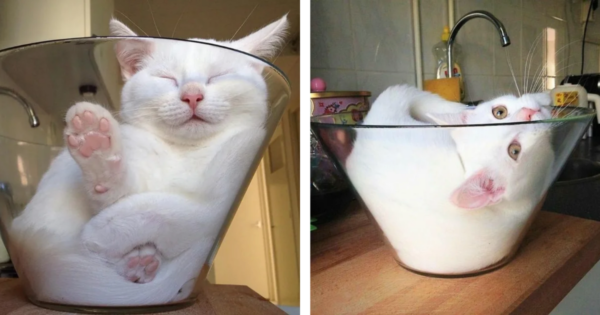 Got Milk: 30 Purrfectly Liquid Cat Cuties Embodying The Fluid Feline ...